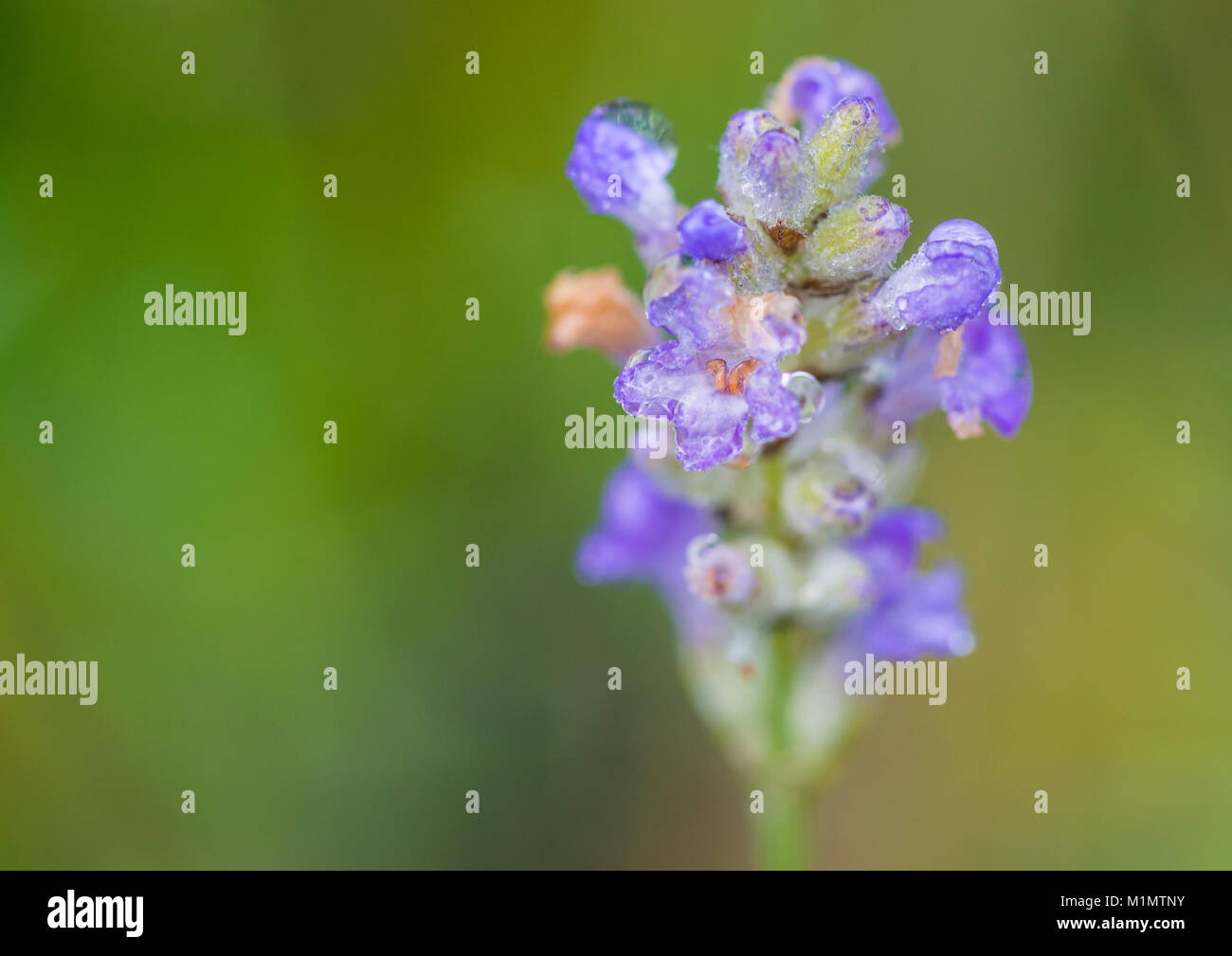 Lavender water flower hi-res stock photography and images - Alamy