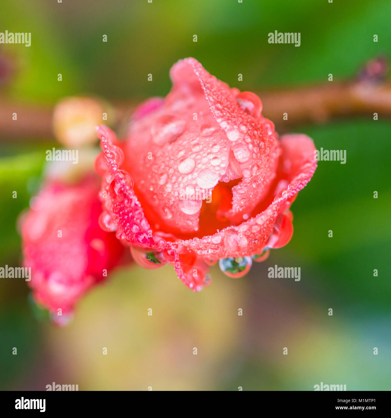 Quince bush hi-res stock photography and images - Alamy