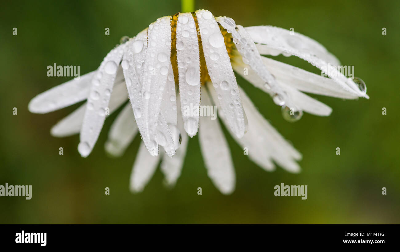 Wet daisy flower hi-res stock photography and images - Alamy