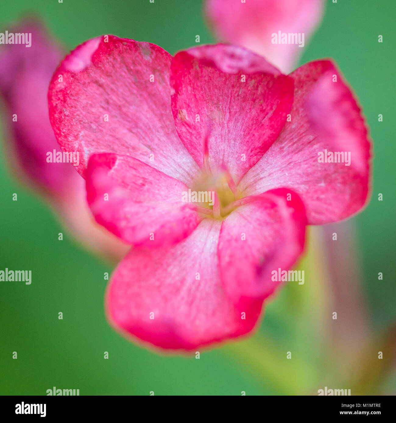 Pink river hi-res stock photography and images - Alamy