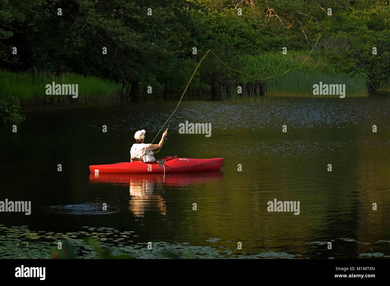 A woman flyfishing on a Cape Cod Pond in Yarmouth, Massachusetts, USA ...