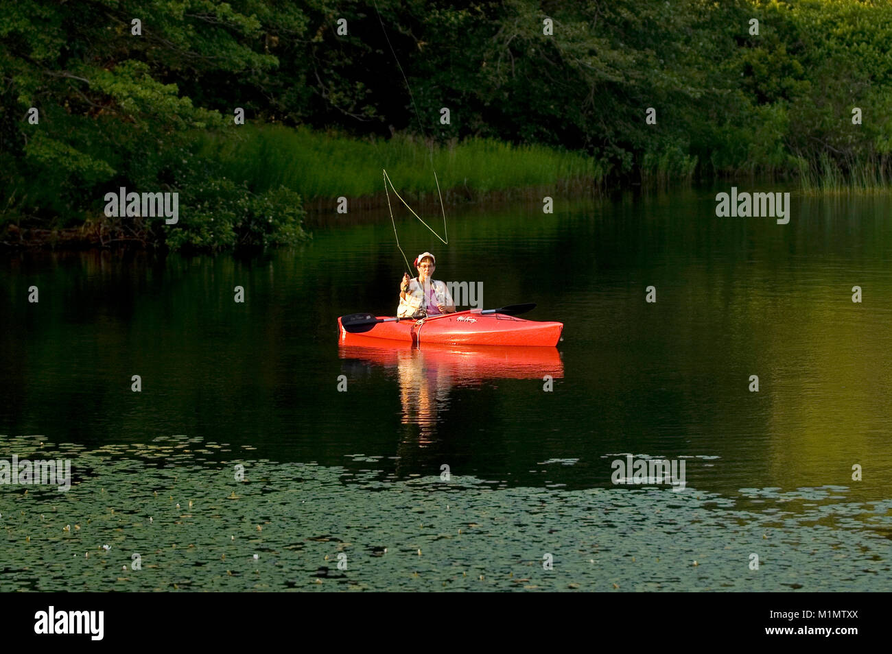 A woman flyfishing on a Cape Cod Pond in Yarmouth, Massachusetts, USA ...