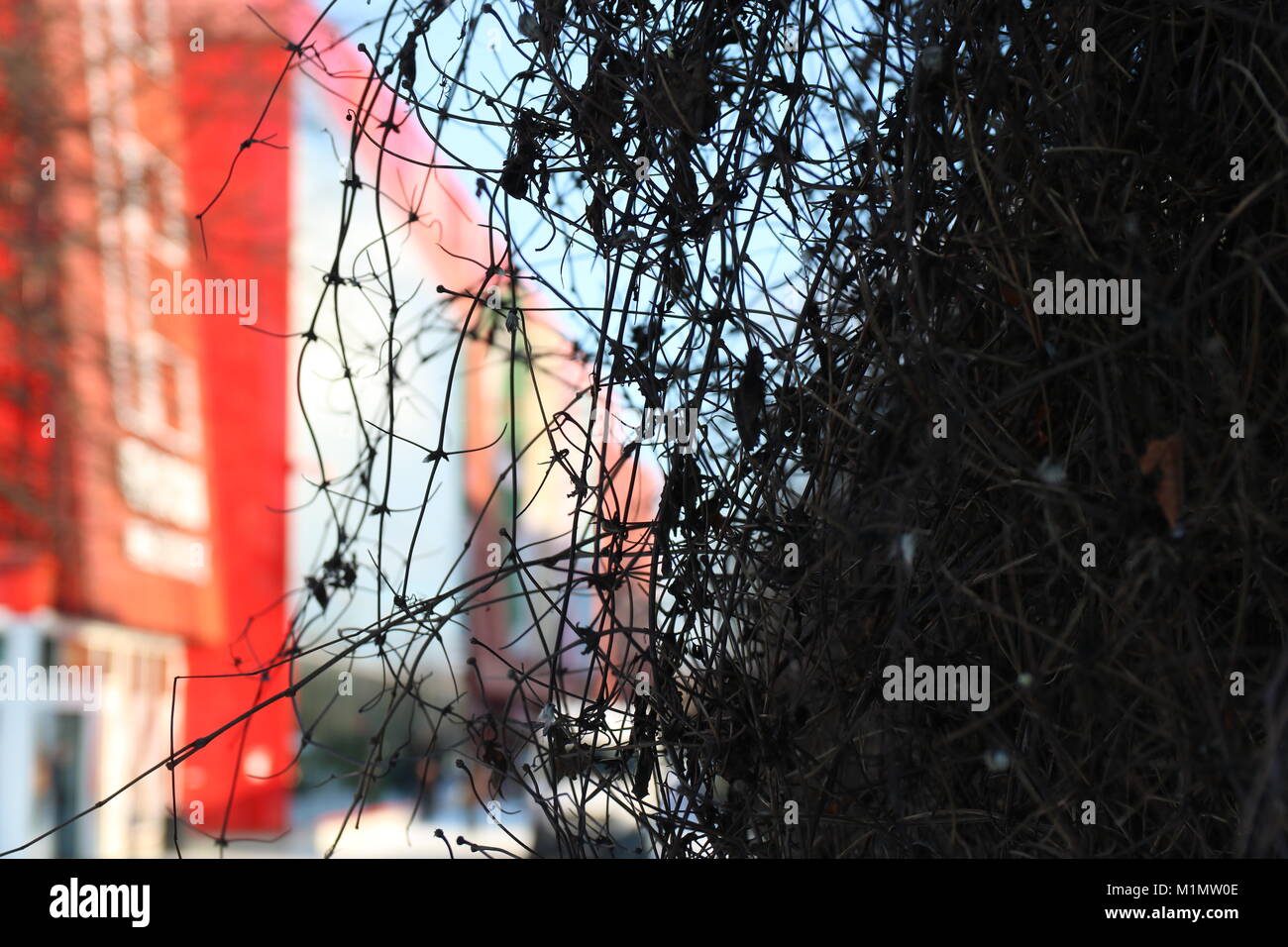 red buildin behind dry bush Stock Photo - Alamy