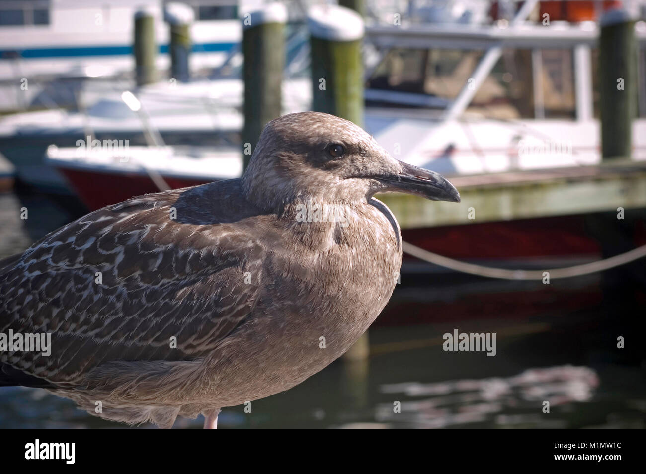 A lone seagull keeps watch in Hyannis Harbor on Cape Cod, USA Stock ...