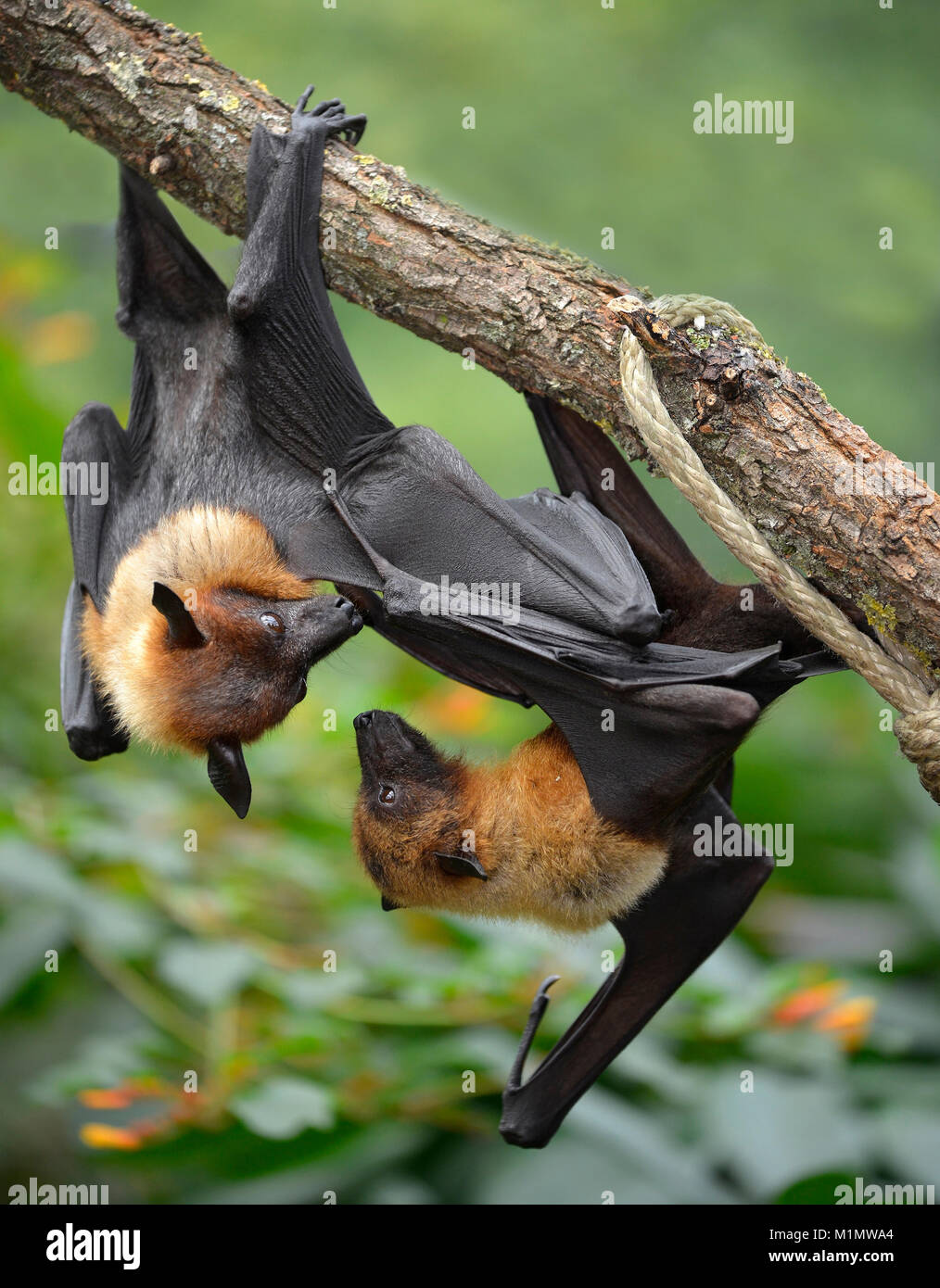 Malaysian Flying Fox