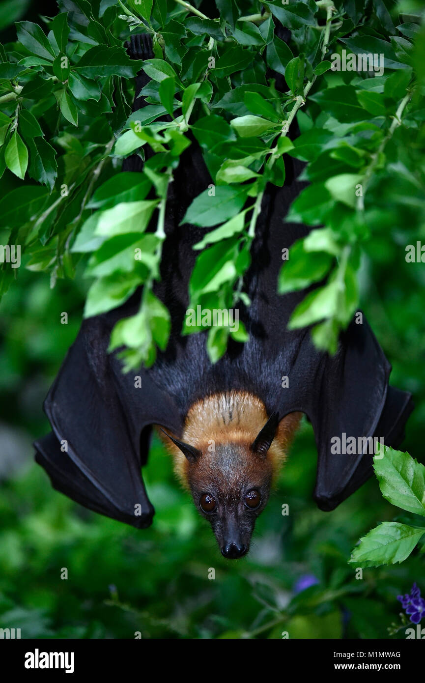 Malayan flying foxes hi-res stock photography and images - Alamy