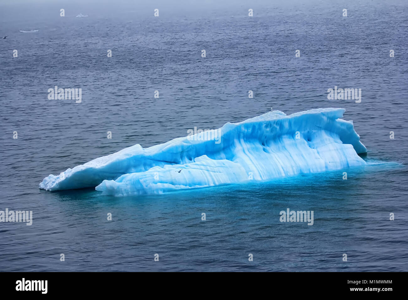 Typical growler (small flat iceberg) in waters of the Barents sea is ...