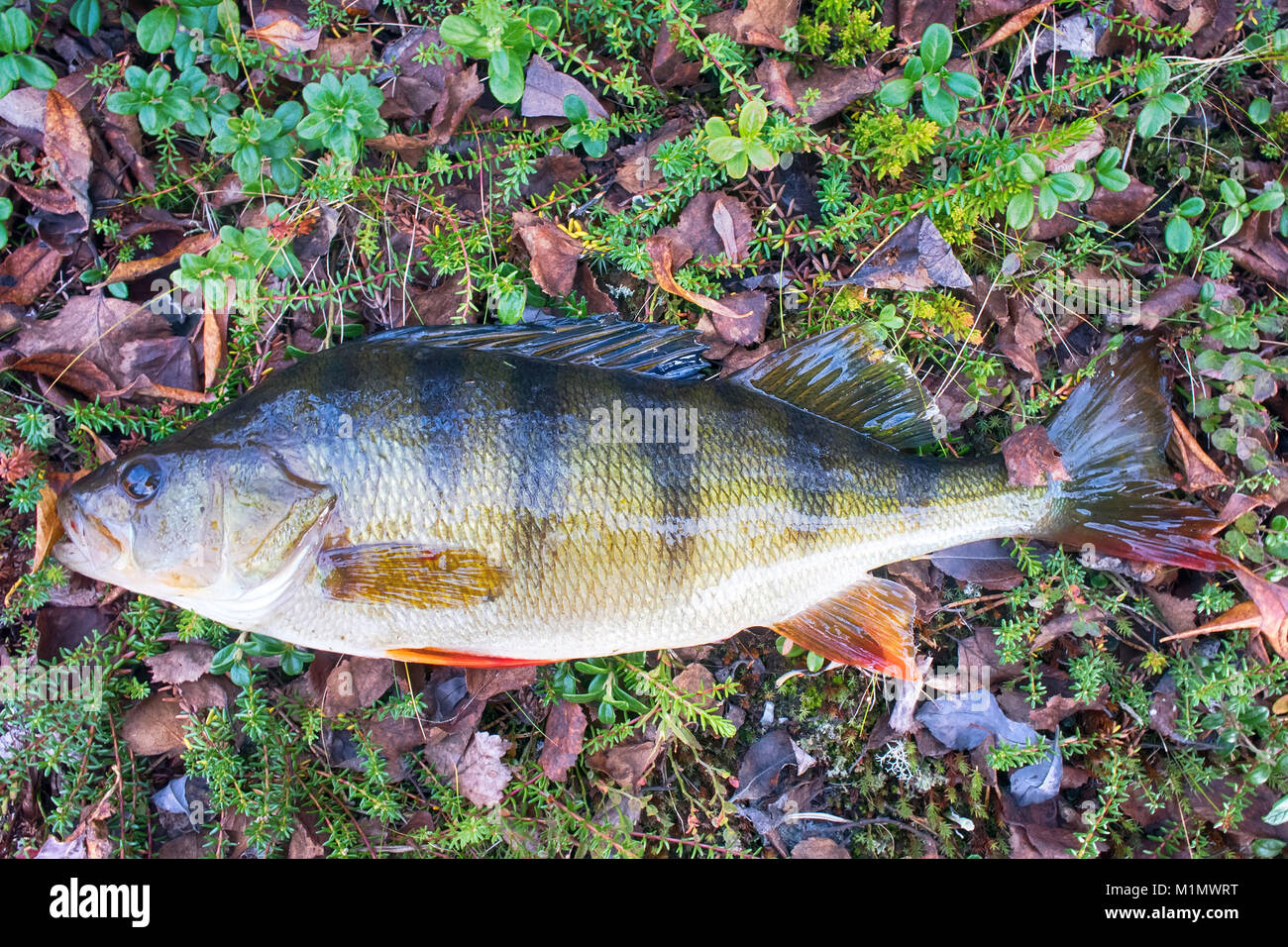 These perch freshly caught in clear cold river Pasvikelv, Scandinavia ...