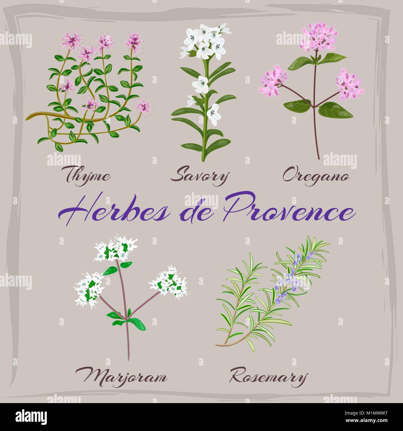 Thyme culinary aromatic herb Stock Vector Images - Alamy