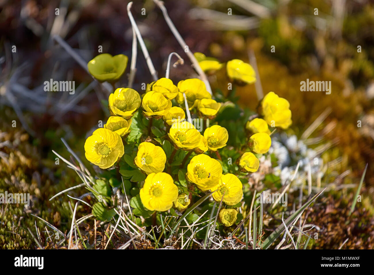 One of northernmost flower in world. Buttercup Sulphur-yellow ...