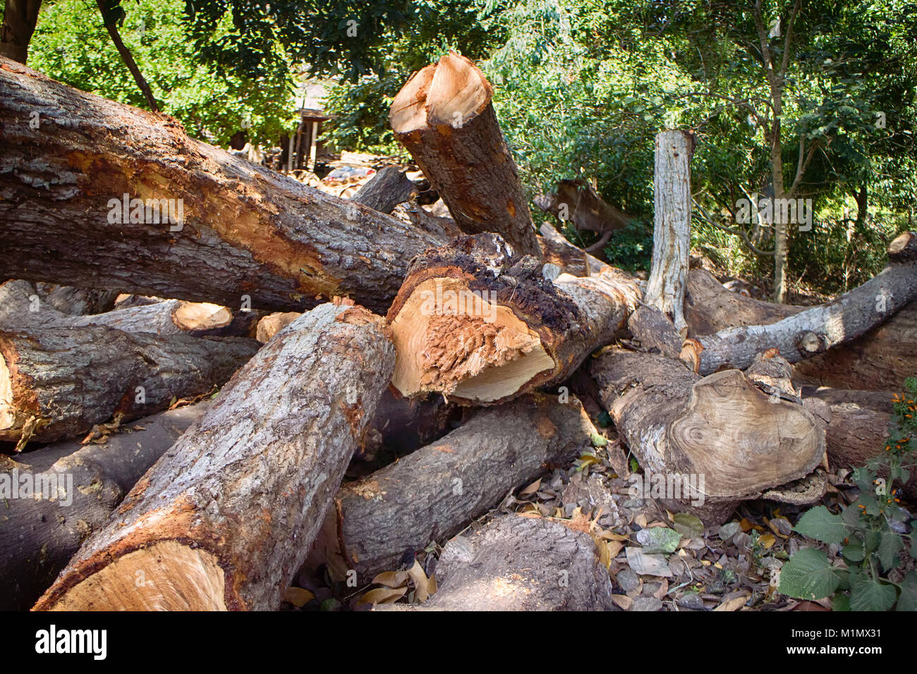Felling of deciduous forests in dry subtropics of Black sea, sub ...
