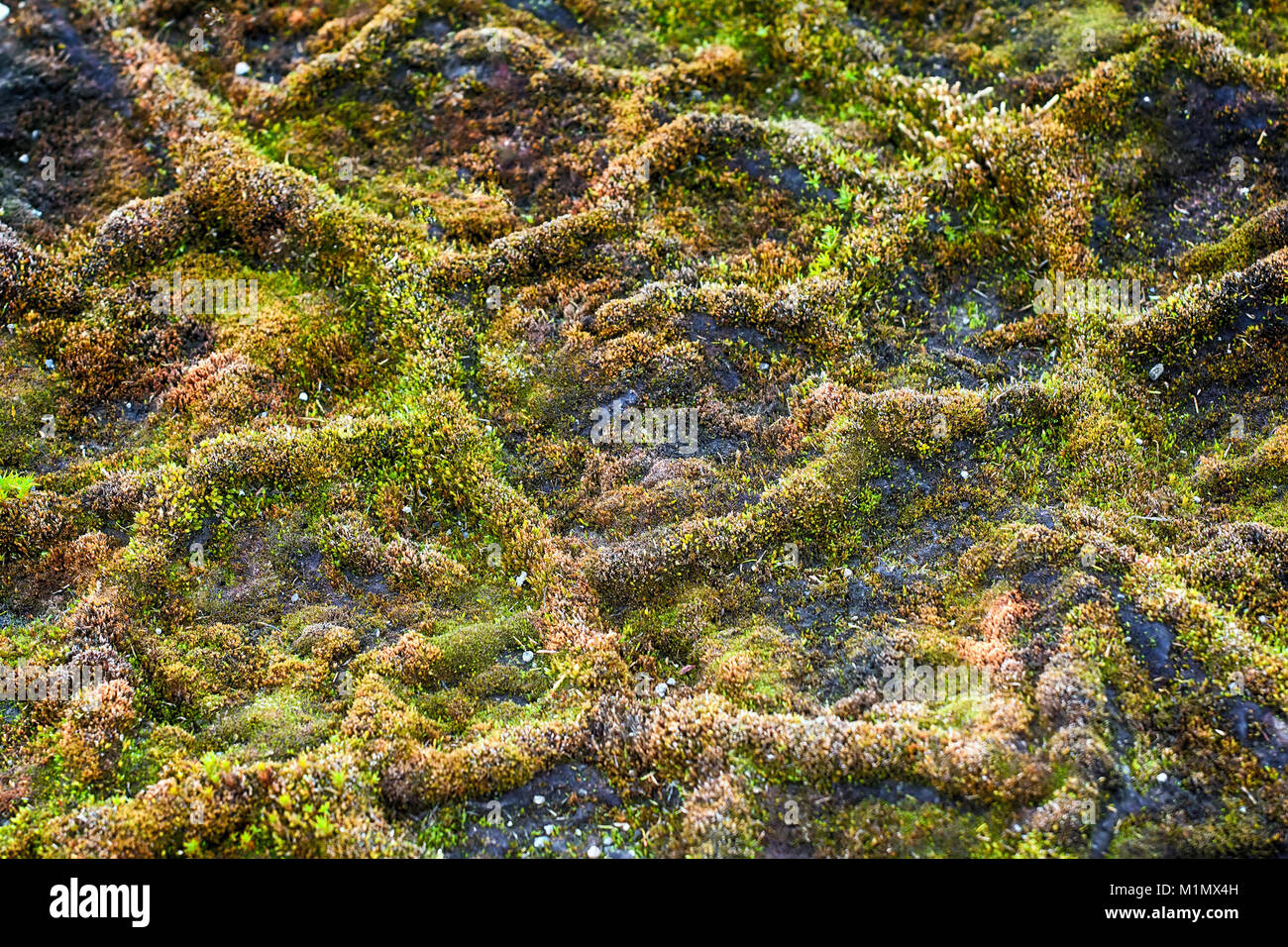 Arctic Mosses
