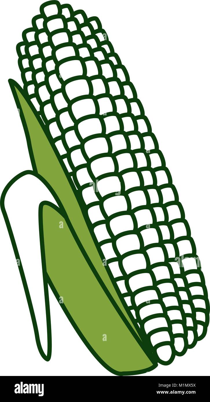 Golden corn kernels whole ear Stock Vector Images - Alamy