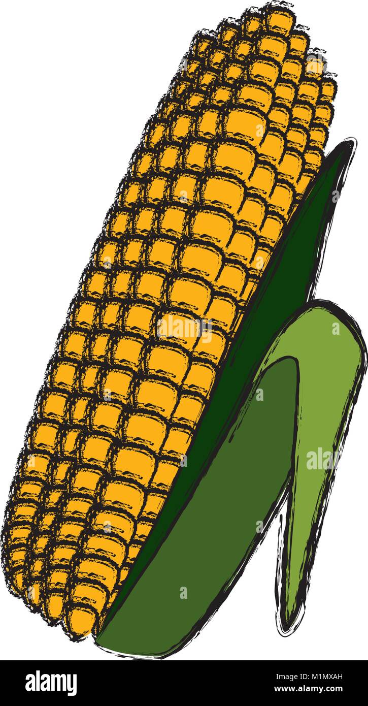 Fresh corn isolated Stock Vector Image & Art - Alamy