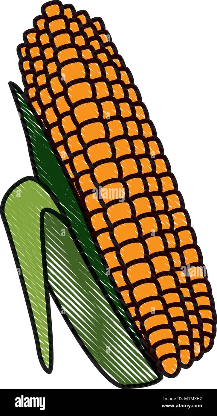 Fresh corn isolated Stock Vector Image & Art - Alamy