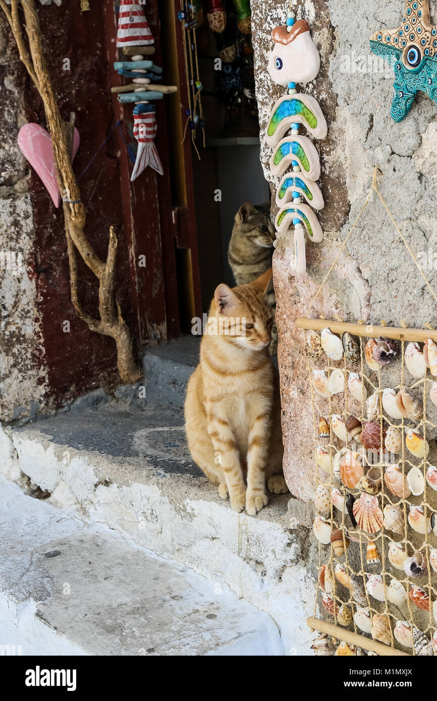 Greek stray cats at a handcrafts shops doorstep at Pyrgos village alley ...
