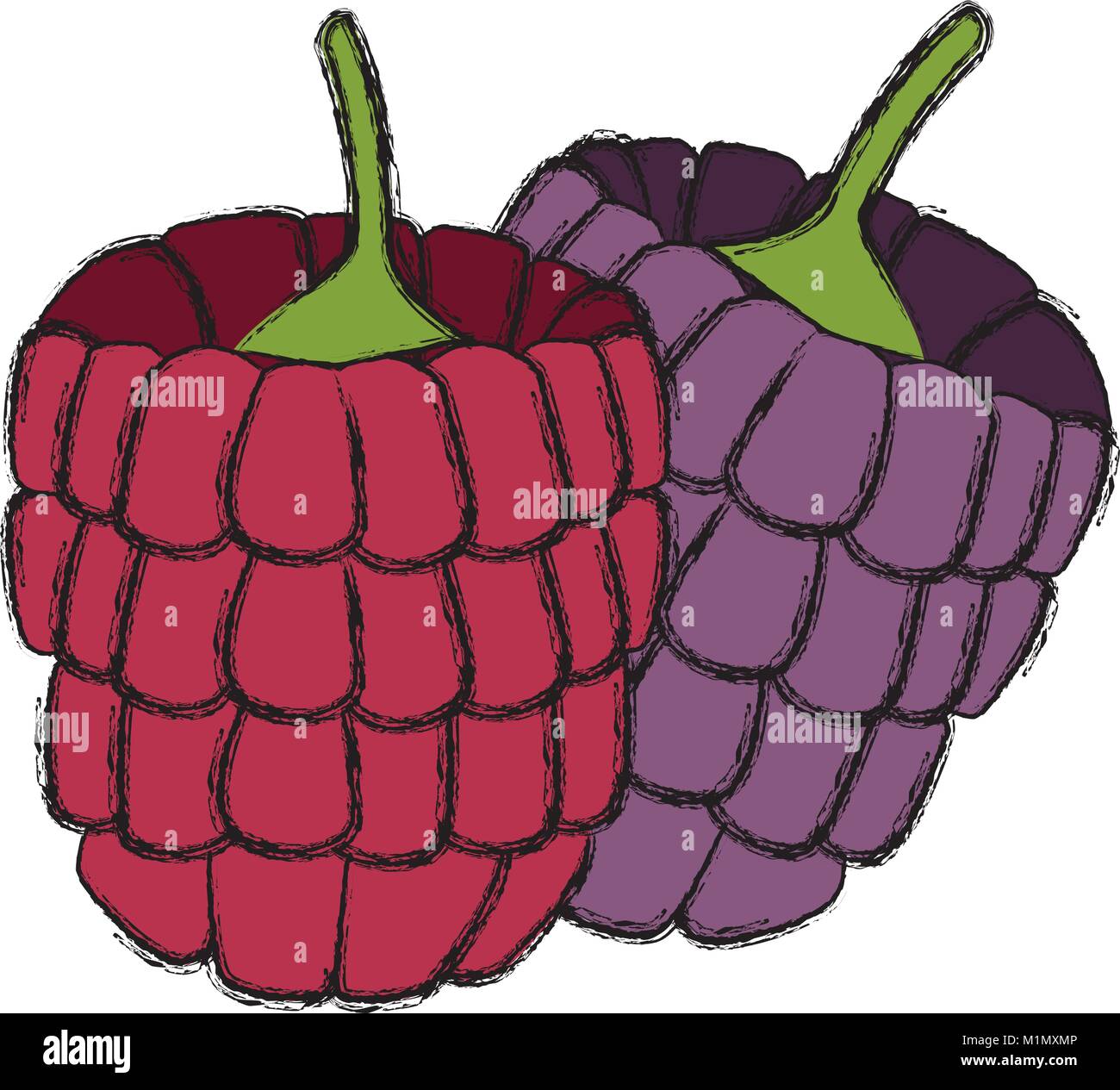Raspberries fruits isolated Stock Vector Image & Art - Alamy
