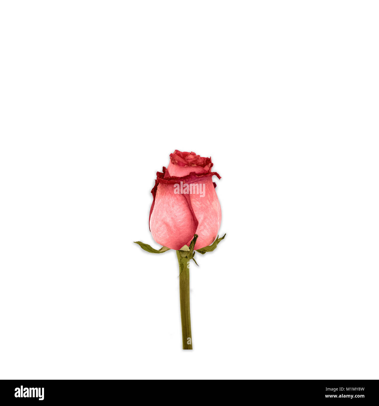 Rose flower Top view Stock Photo - Alamy