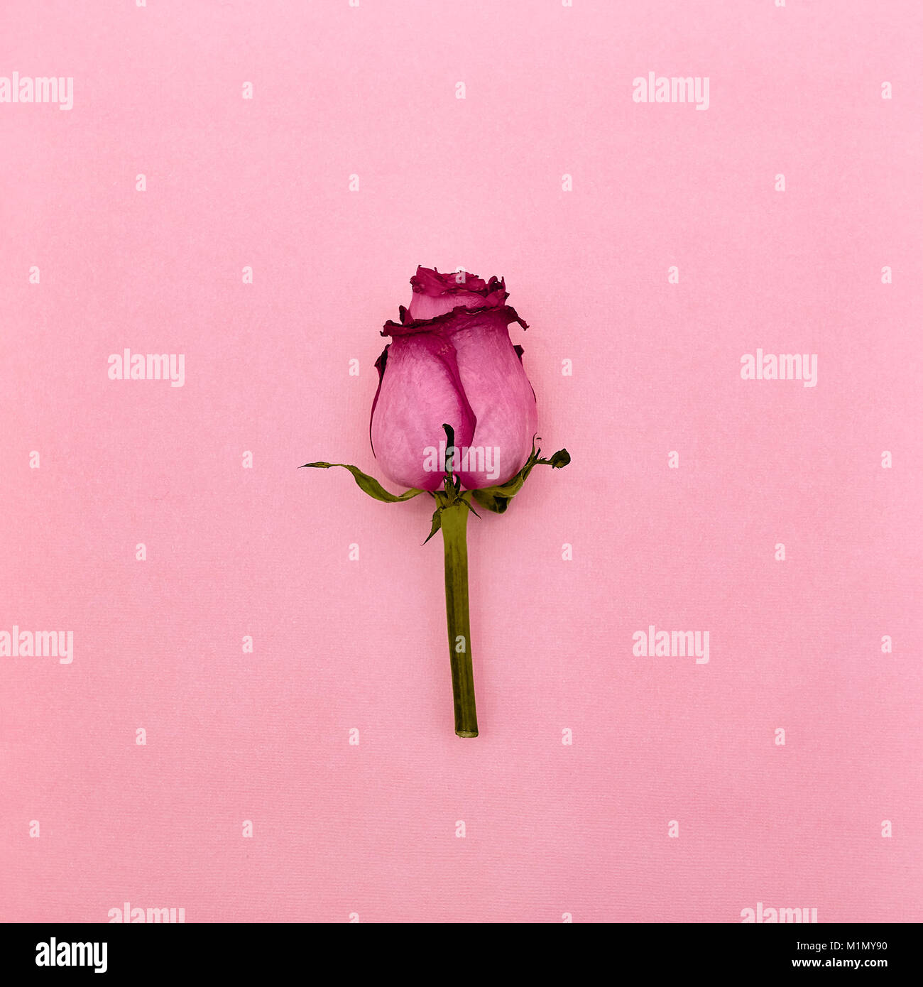 Rose flower Top view Stock Photo - Alamy