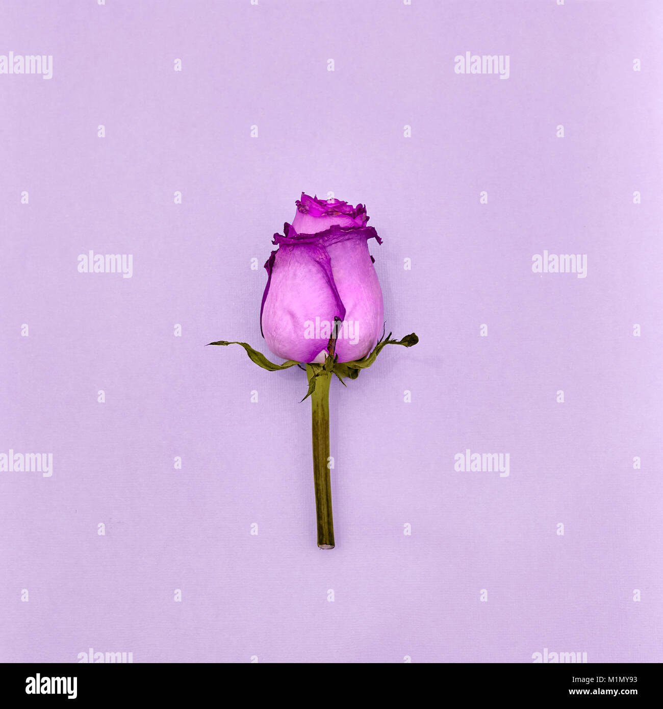 Rose flower Top view Stock Photo - Alamy