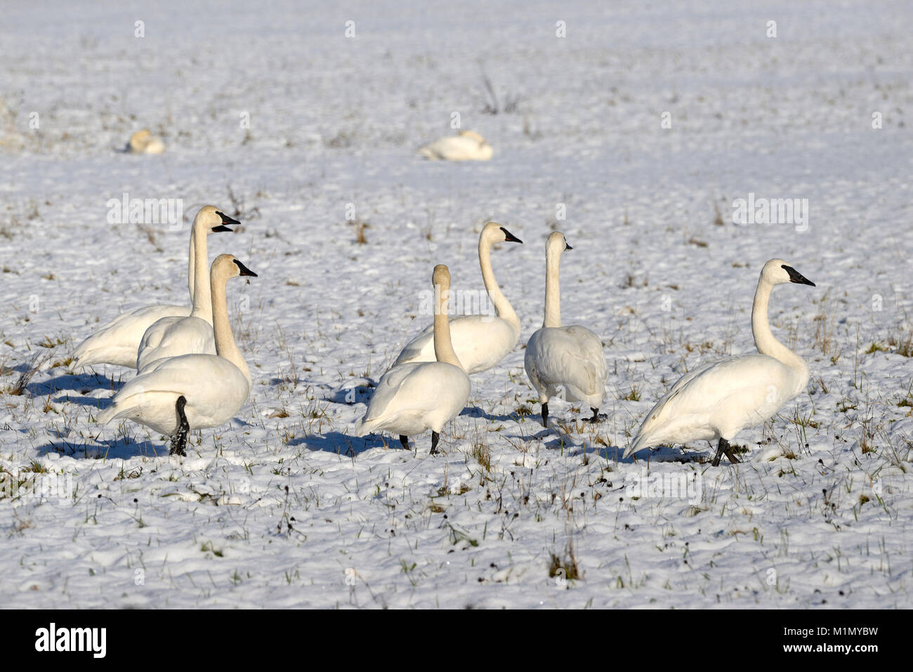 Swans island hi-res stock photography and images - Alamy