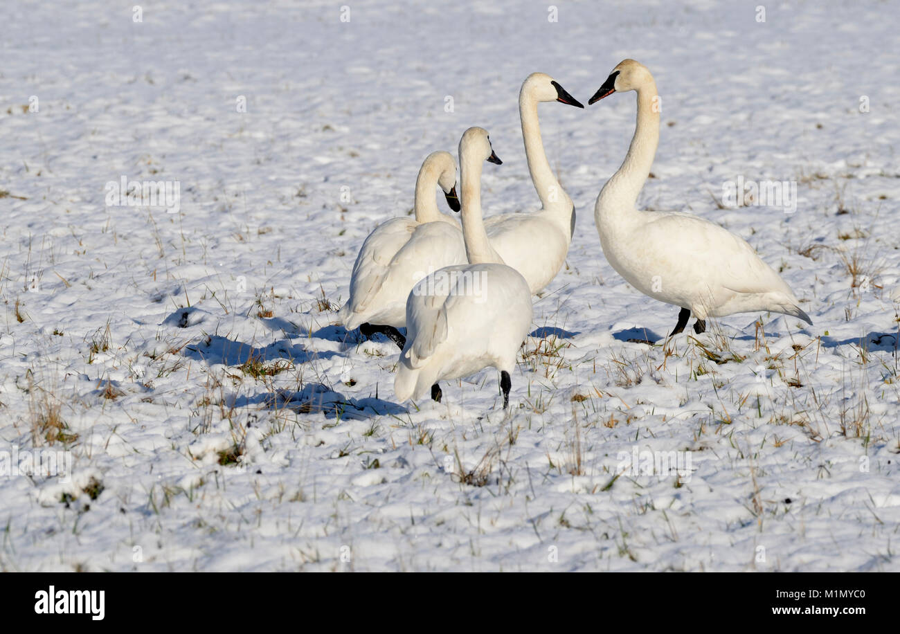Four Trumpeter swans, Courtenay, Vancouver Island, British Columbia ...