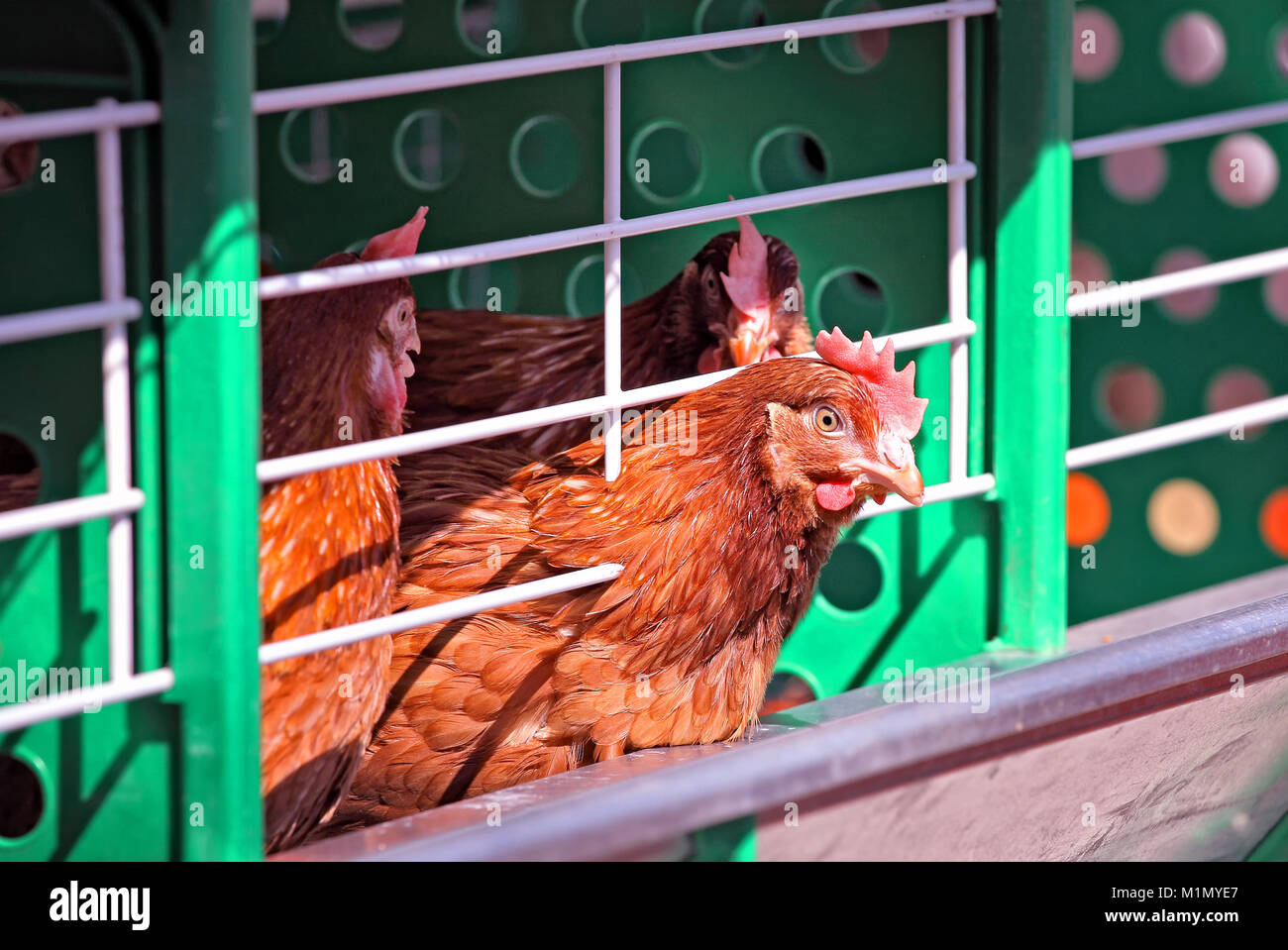 Laying hens in a cage in a poultry farm Stock Photo - Alamy