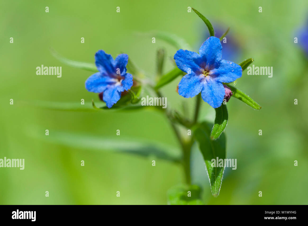 Buglossoides purpurocaerulea,Blauroter Steinsame,Purple Gromwel Stock ...