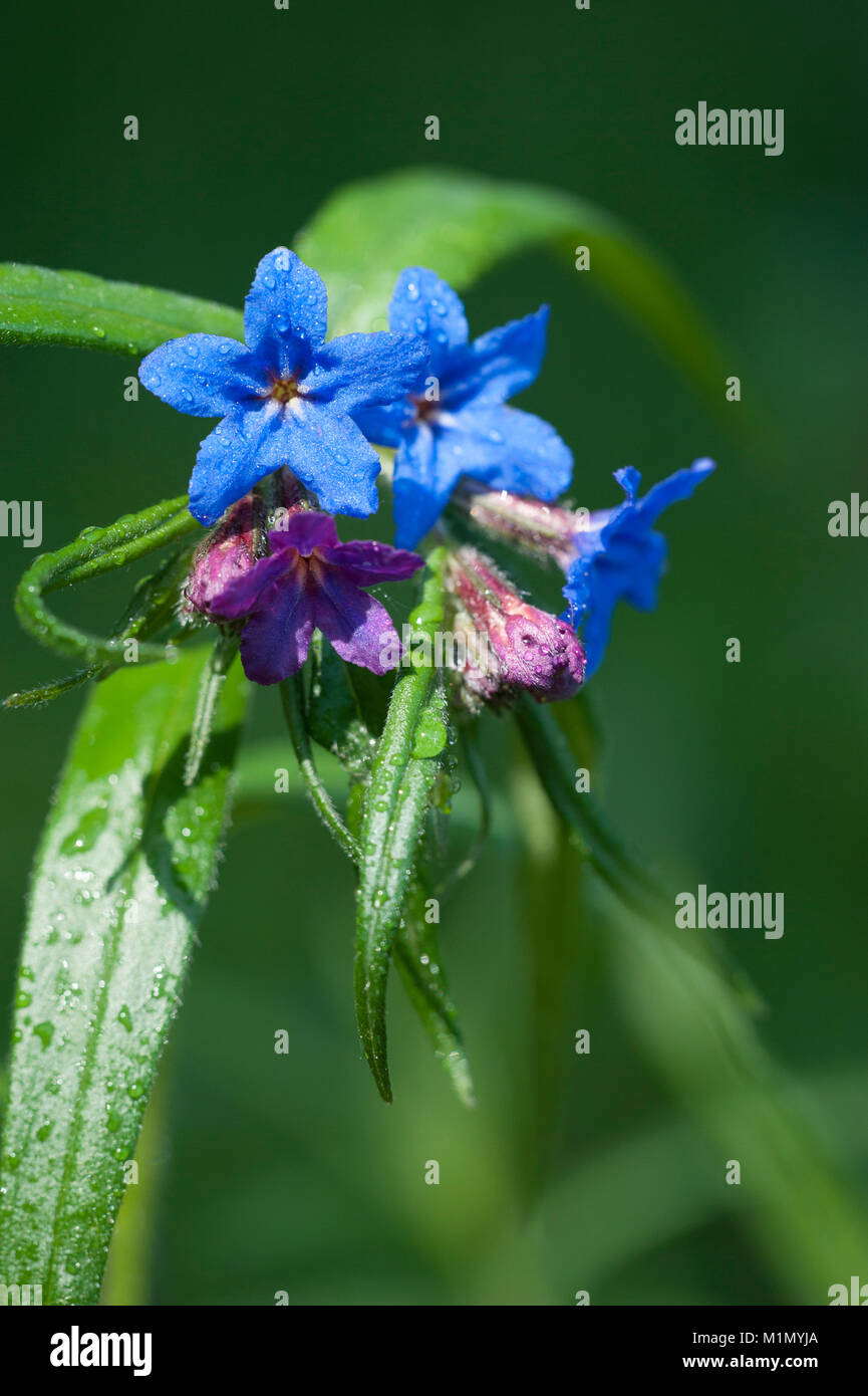 Buglossoides purpurocaerulea,Blauroter Steinsame,Purple Gromwel Stock ...