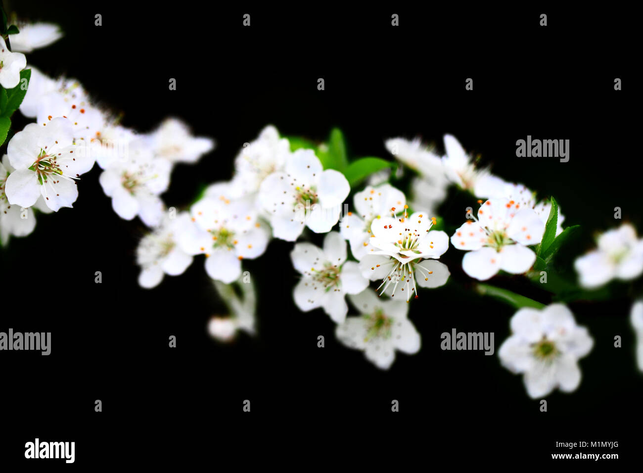branch of flowers Stock Photo - Alamy