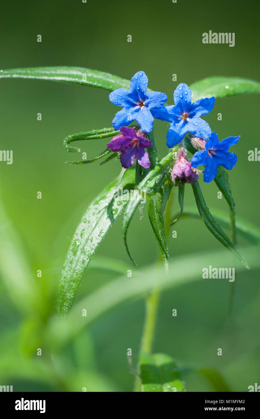 Buglossoides purpurocaerulea,Blauroter Steinsame,Purple Gromwel Stock ...