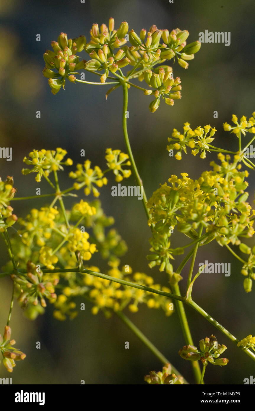Bupleurum falcatum,Sichelblaettriges Hasenohr,Sickle-leaved hare's-ear ...