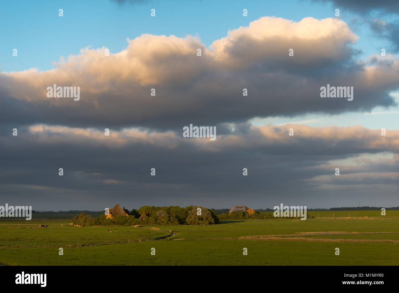 Meadows in the plain marshes of North Frisia, typical big, thatched ...