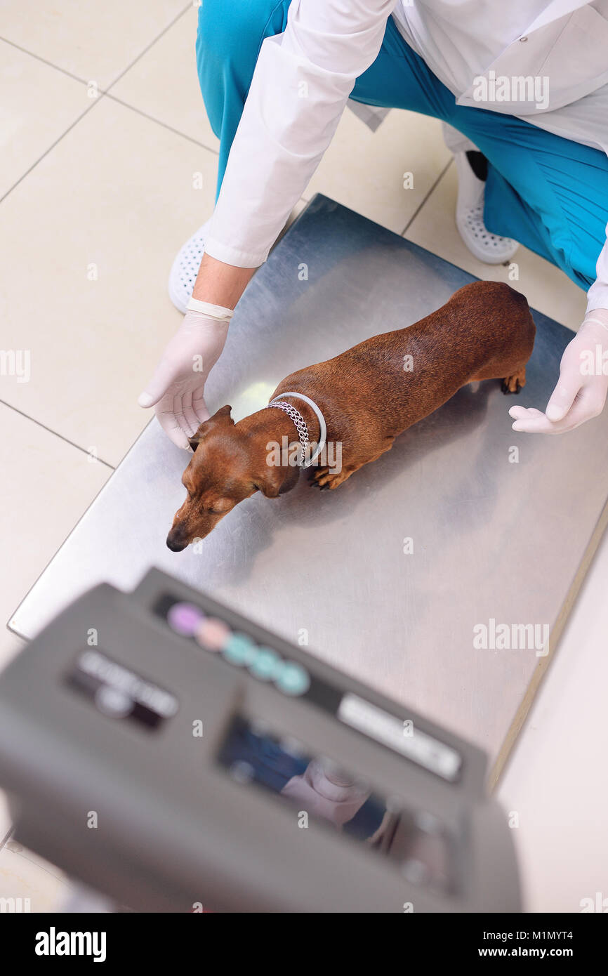 Veterinary scales hi-res stock photography and images - Alamy