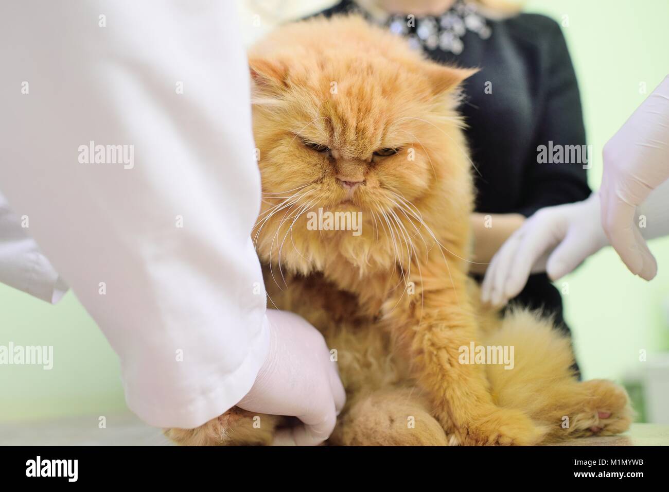 Vet Cat Inspection High Resolution Stock Photography and Images - Alamy