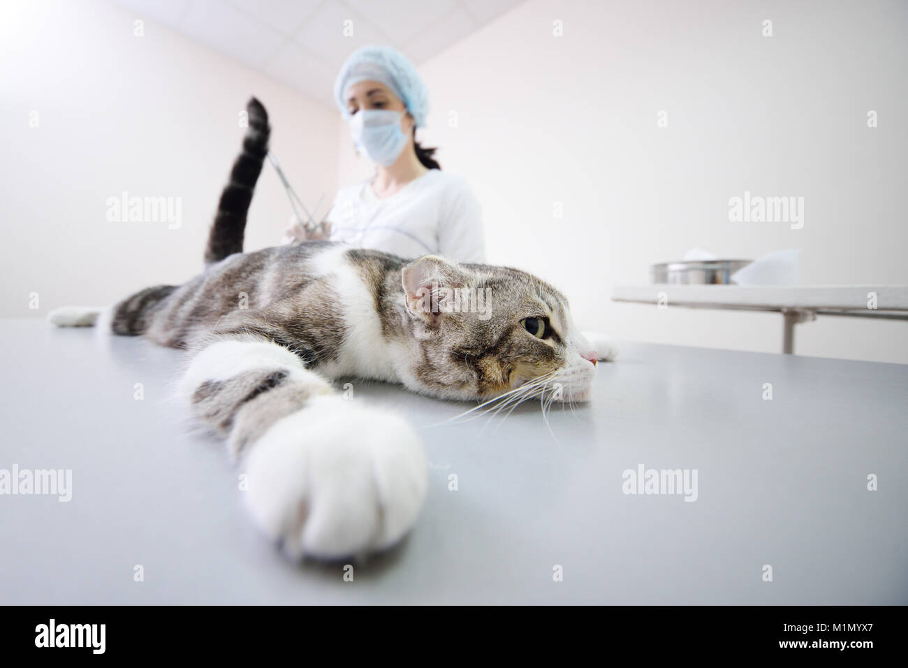 Cat On The Table High Resolution Stock Photography and Images - Alamy