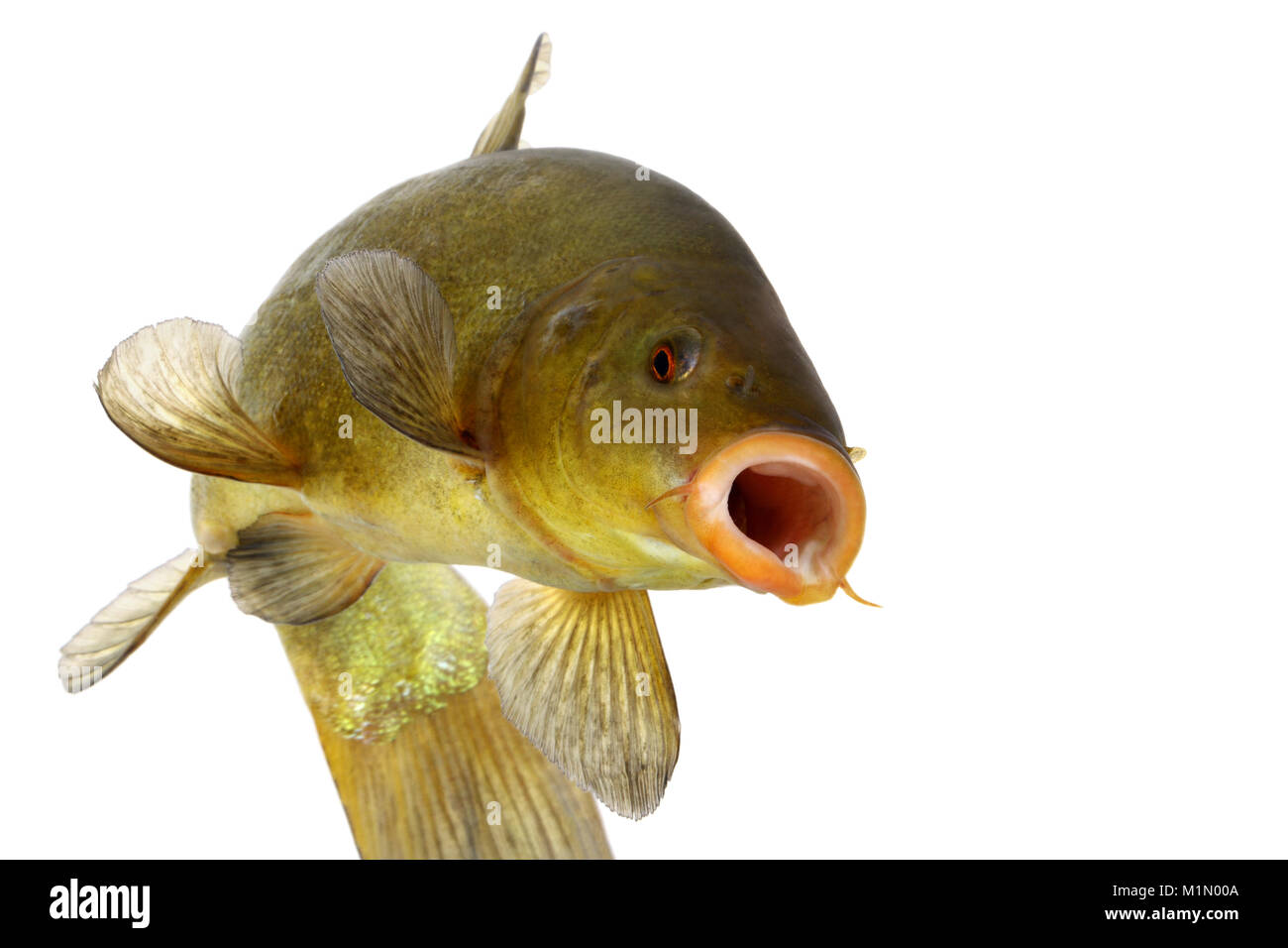 colored fish swimming free, carp, tench Stock Photo - Alamy
