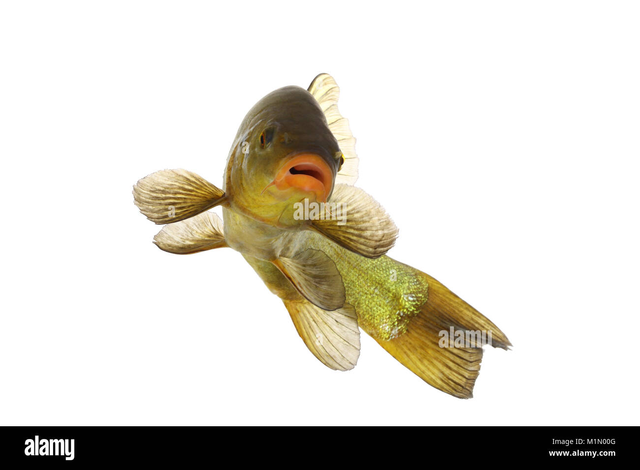 Green tench hi-res stock photography and images - Alamy