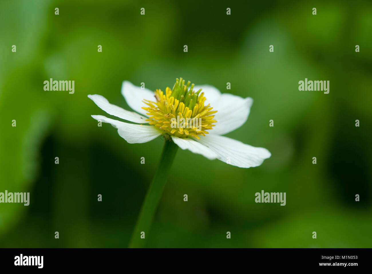 Caltha palustris alba,Sumpfdotterblume,Marsh Marigold Stock Photo - Alamy