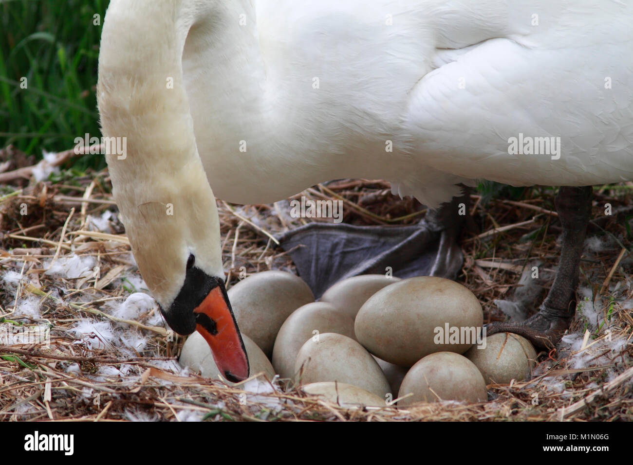 Swan eggs hi-res stock photography and images - Alamy
