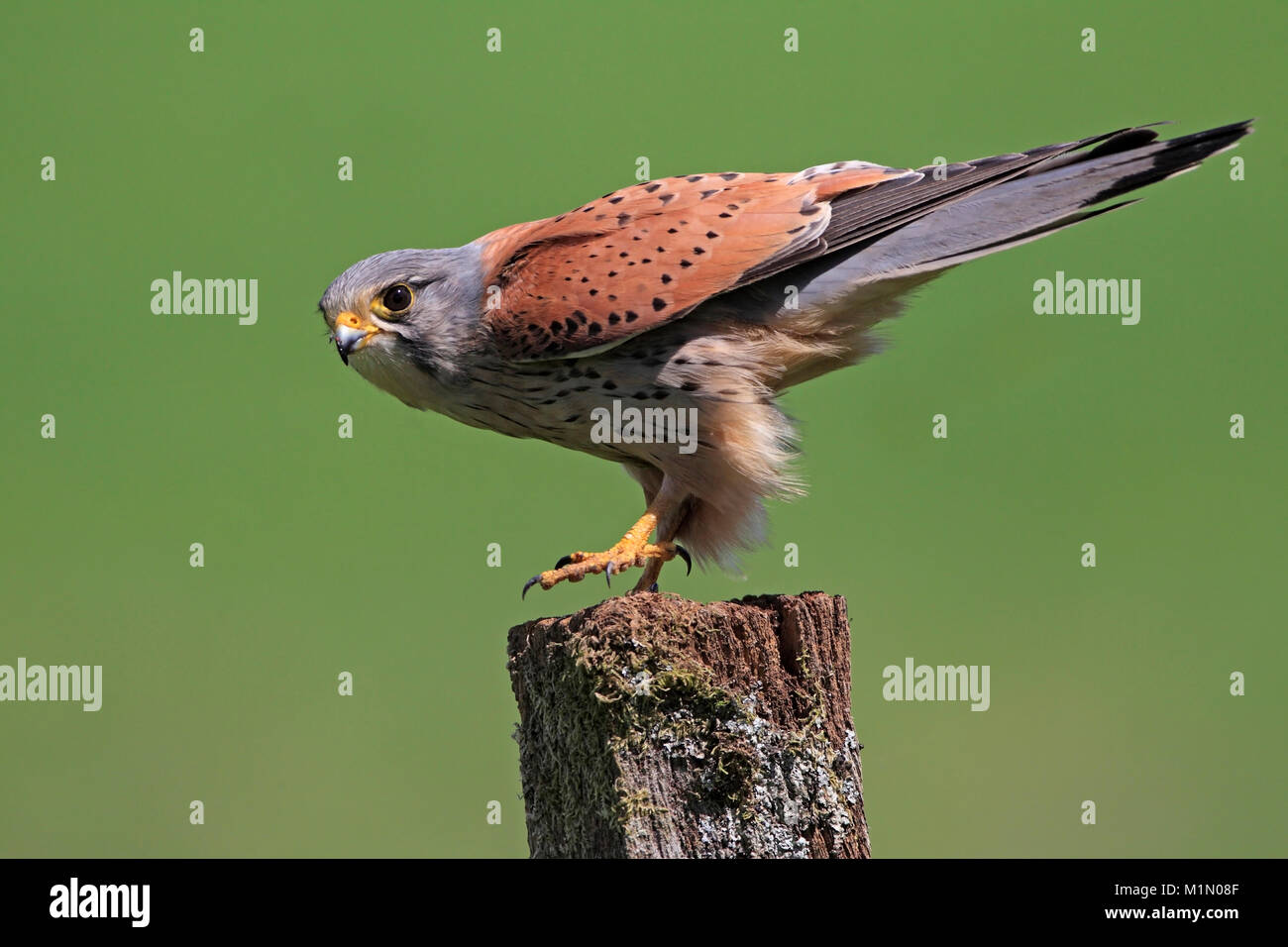 Close up male kestrel hi-res stock photography and images - Alamy