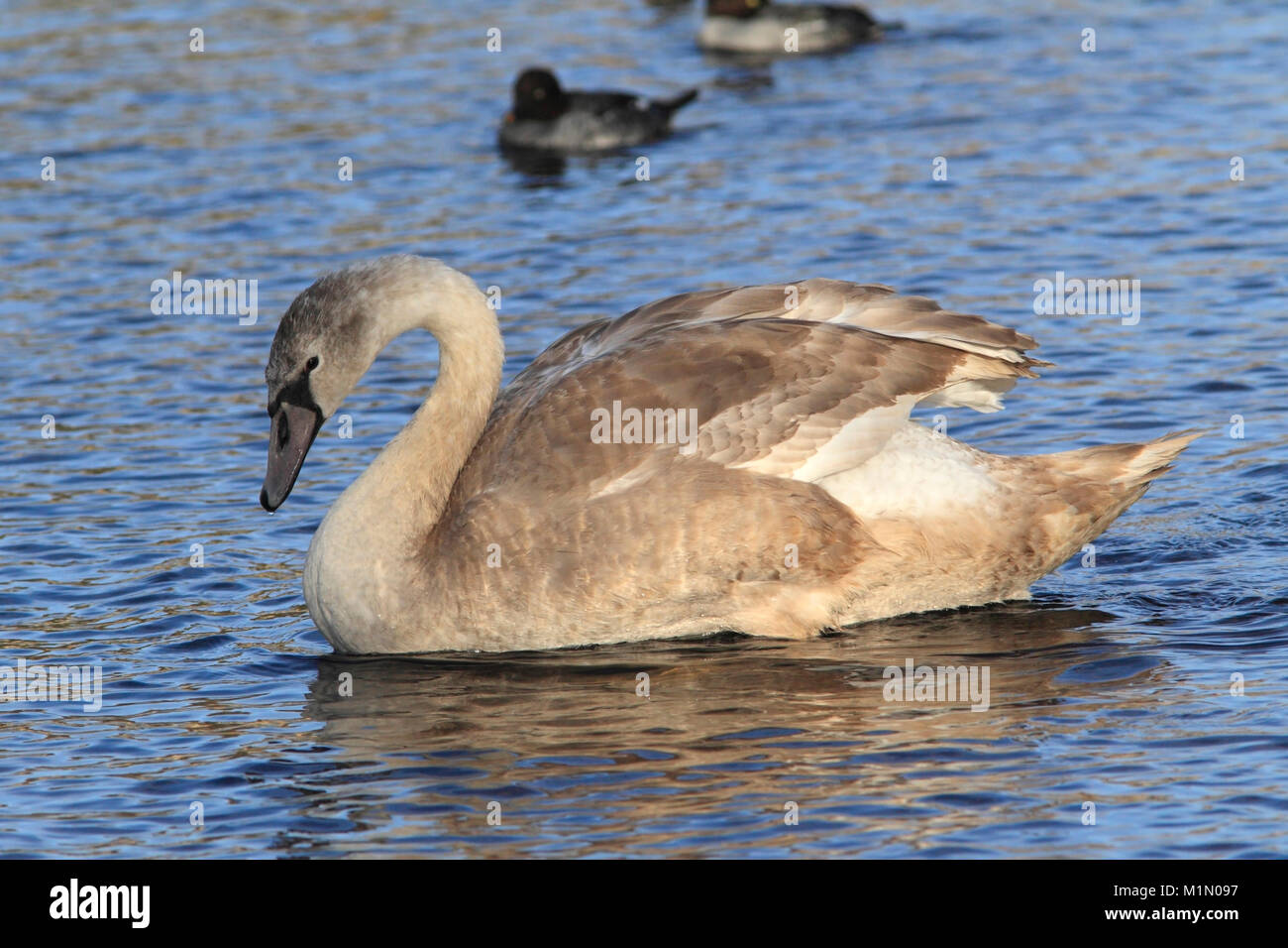 Swan and immature swan swimming hi-res stock photography and images - Alamy