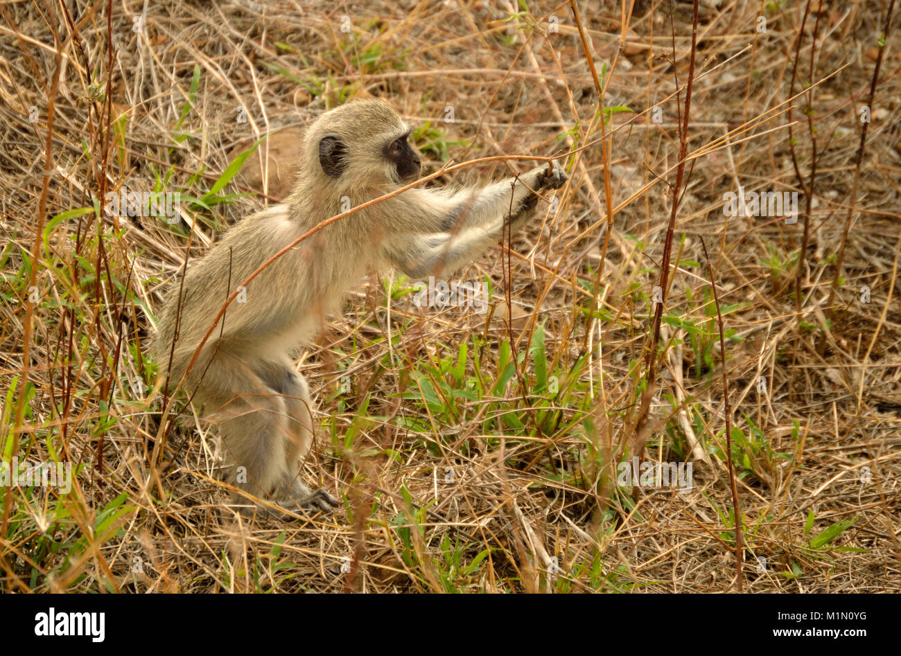 Young Vervet Monkey foraging Stock Photo - Alamy