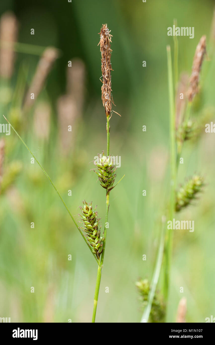 Carex distans,Entferntaehrige Segge,Distant sedge Stock Photo - Alamy