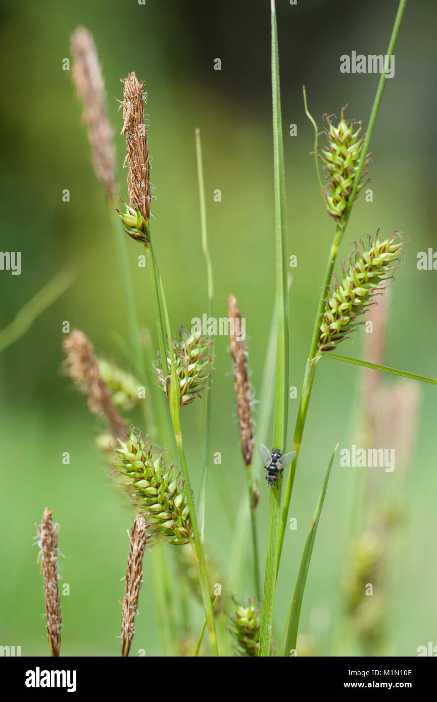 Carex distans hi-res stock photography and images - Alamy