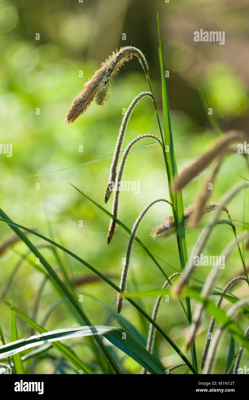 Carex pendula,Haenge-Segge,Drooping Sedge Stock Photo - Alamy