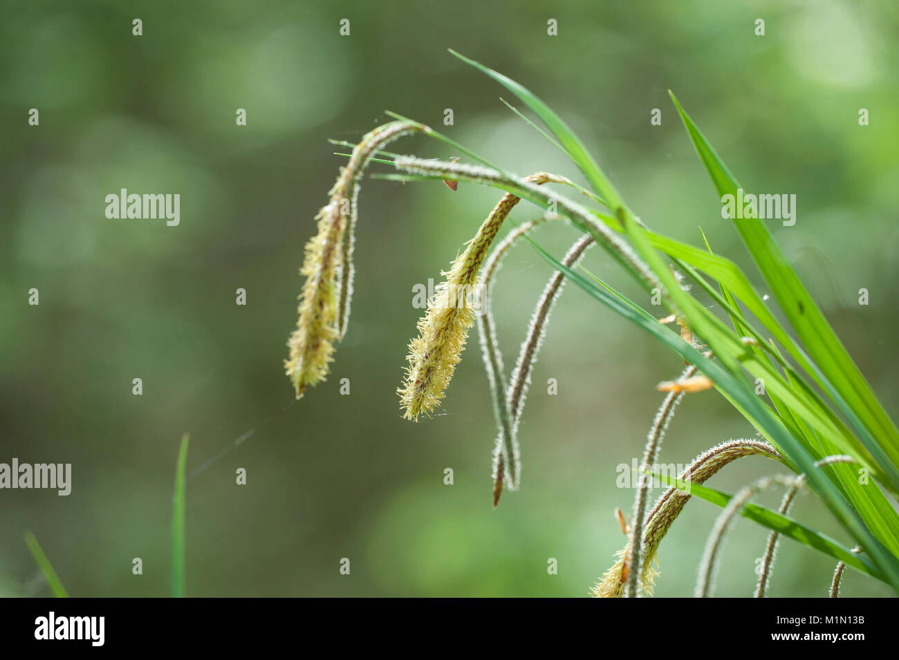 Carex pendula,Haenge-Segge,Drooping Sedge Stock Photo - Alamy