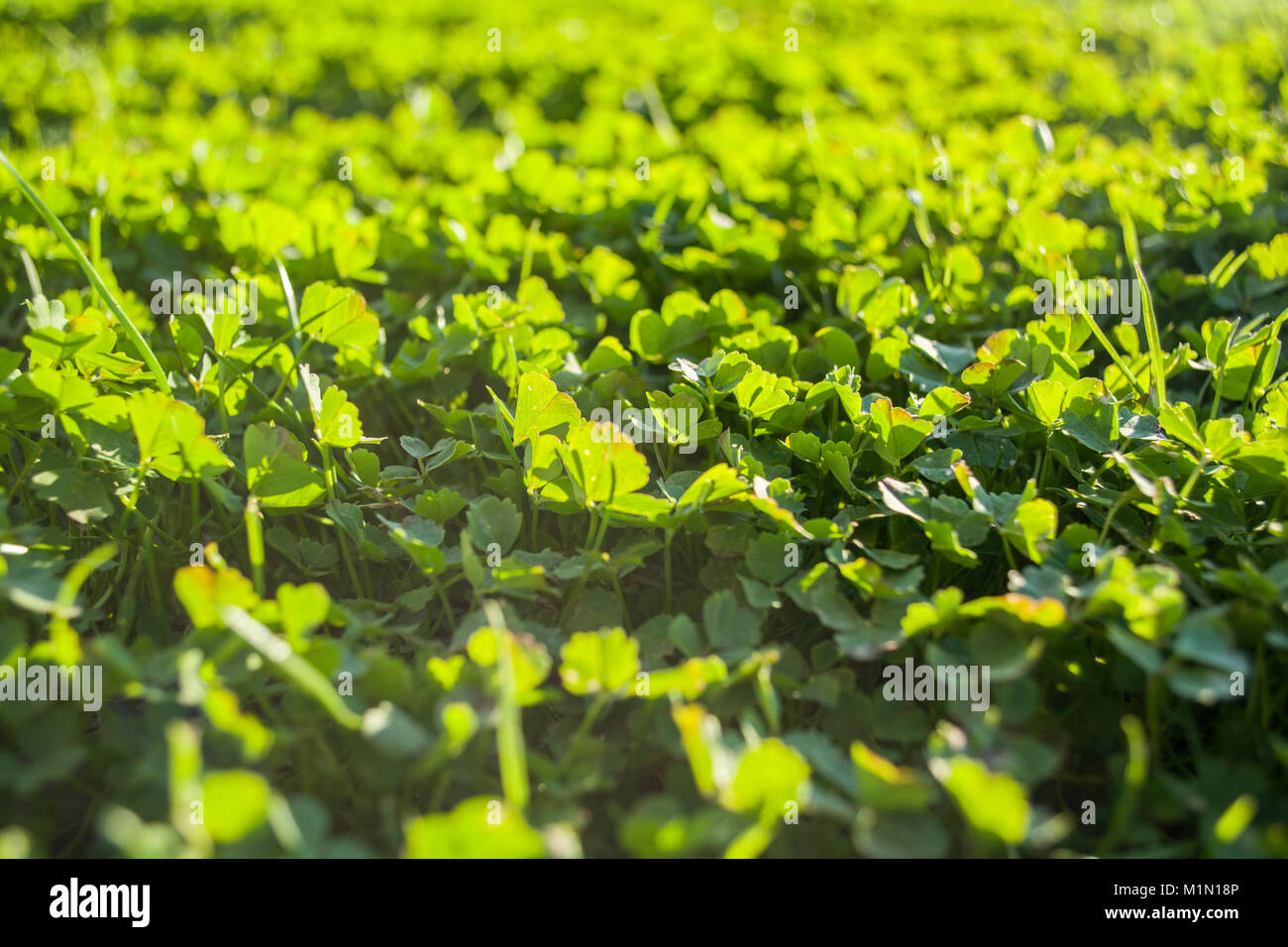 Four leaf clover field hi-res stock photography and images - Alamy