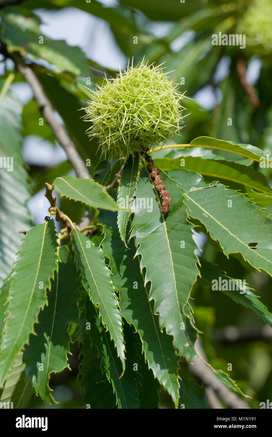 Castanea sativa,Esskastanie,Sweet chestnut Stock Photo - Alamy