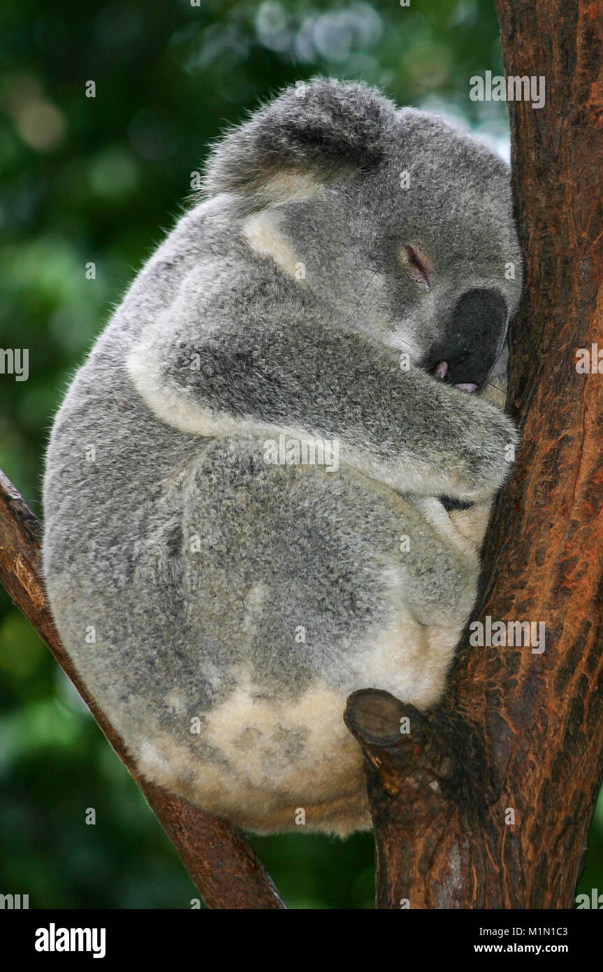 Koala mascot hi-res stock photography and images - Alamy